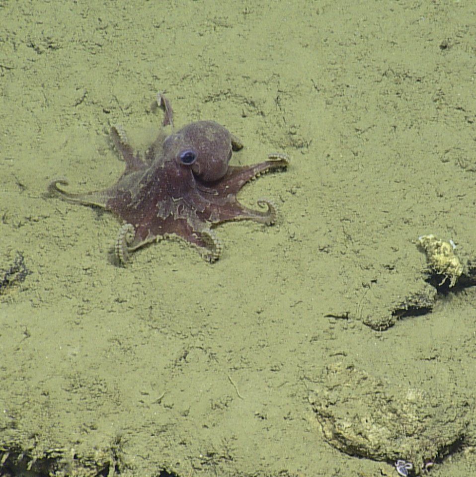 Photos: Deep-sea expedition discovers metropolis of octopuses | Live ...