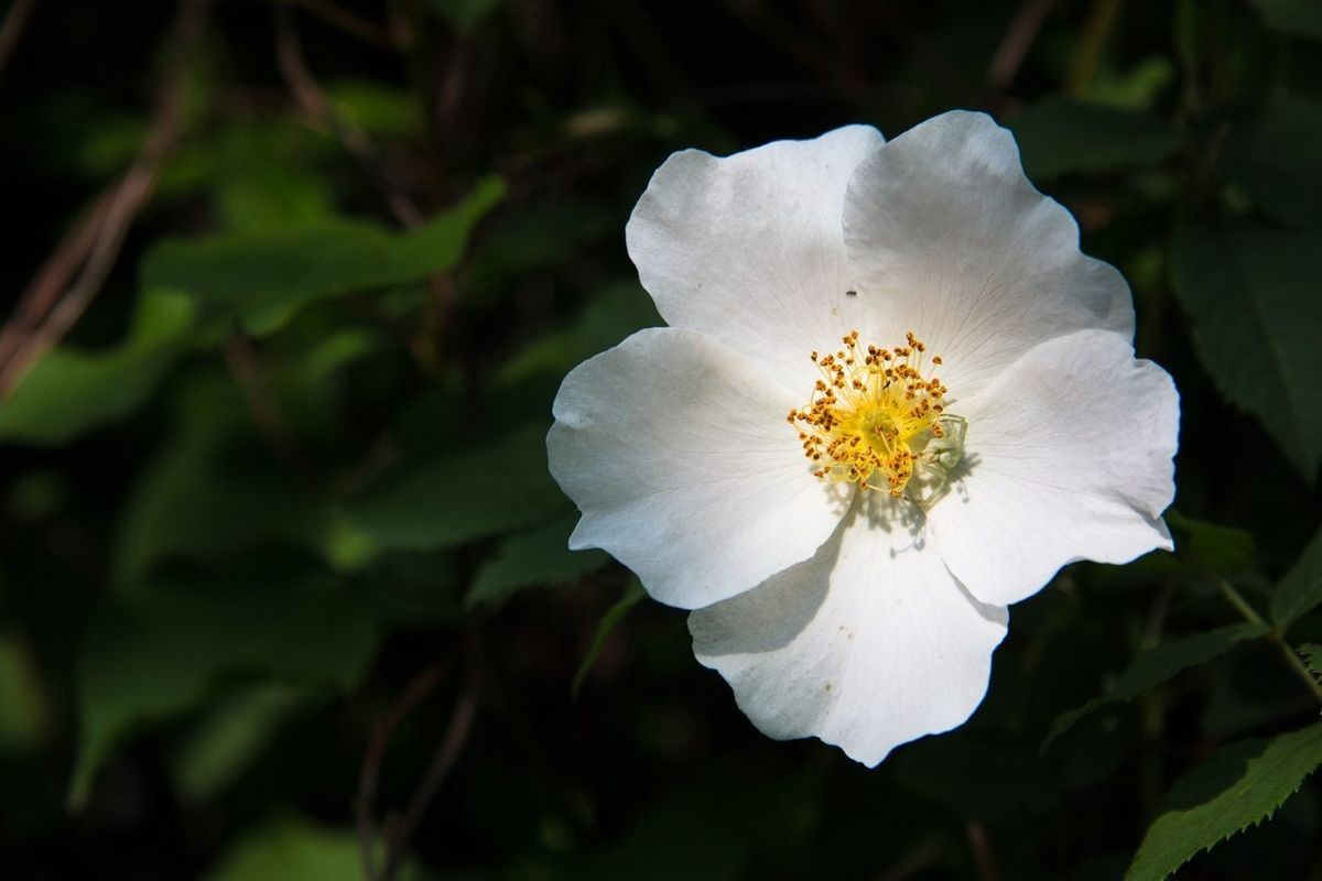 Cherokee Rose Info: Tips For Growing Cherokee Rose In The Garden ...