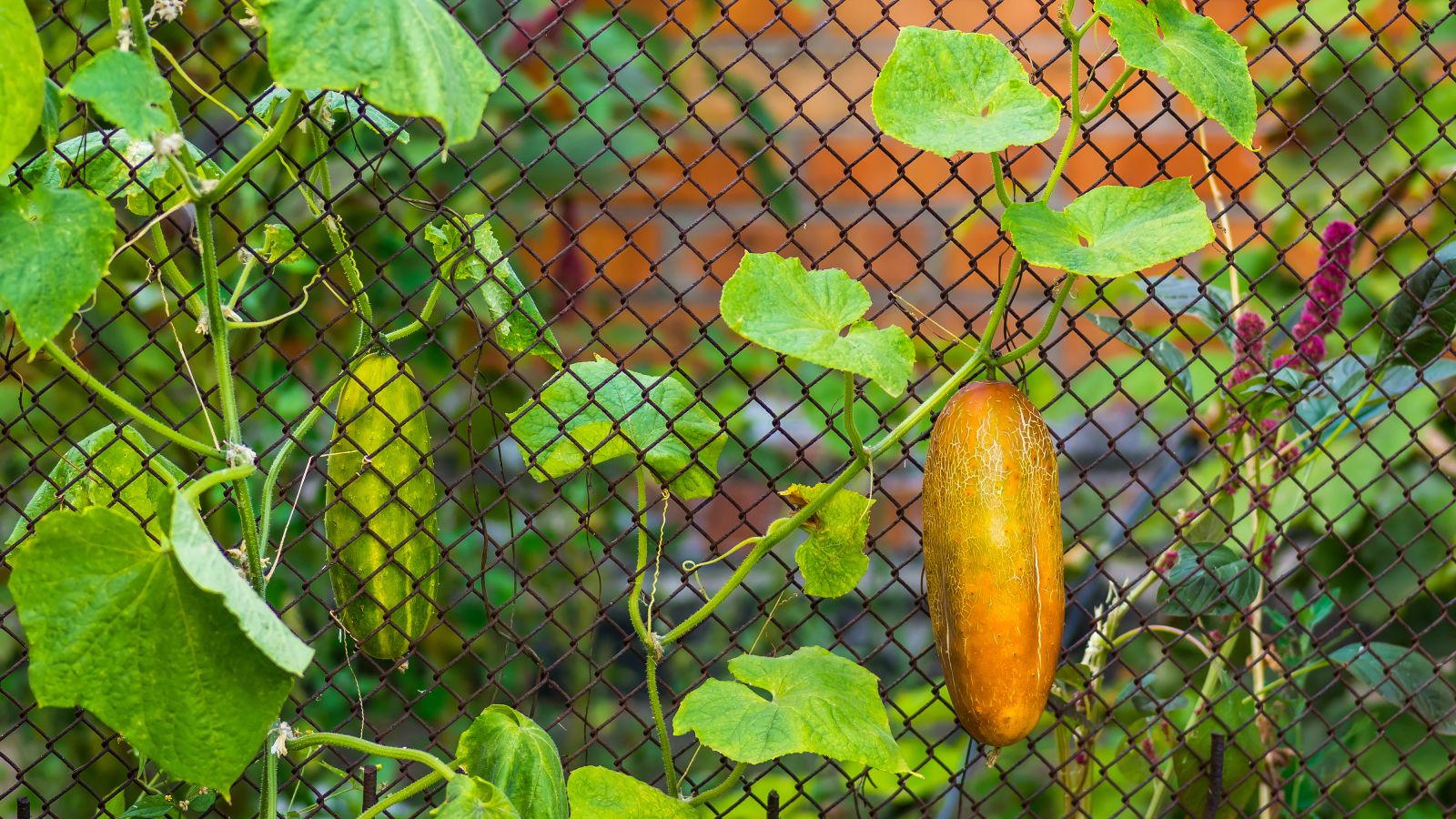 Cucumber Yellowing: Common Causes & How To Prevent Them | Gardening ...