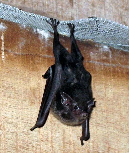 Baby Bats Babble Like Human Infants | Live Science