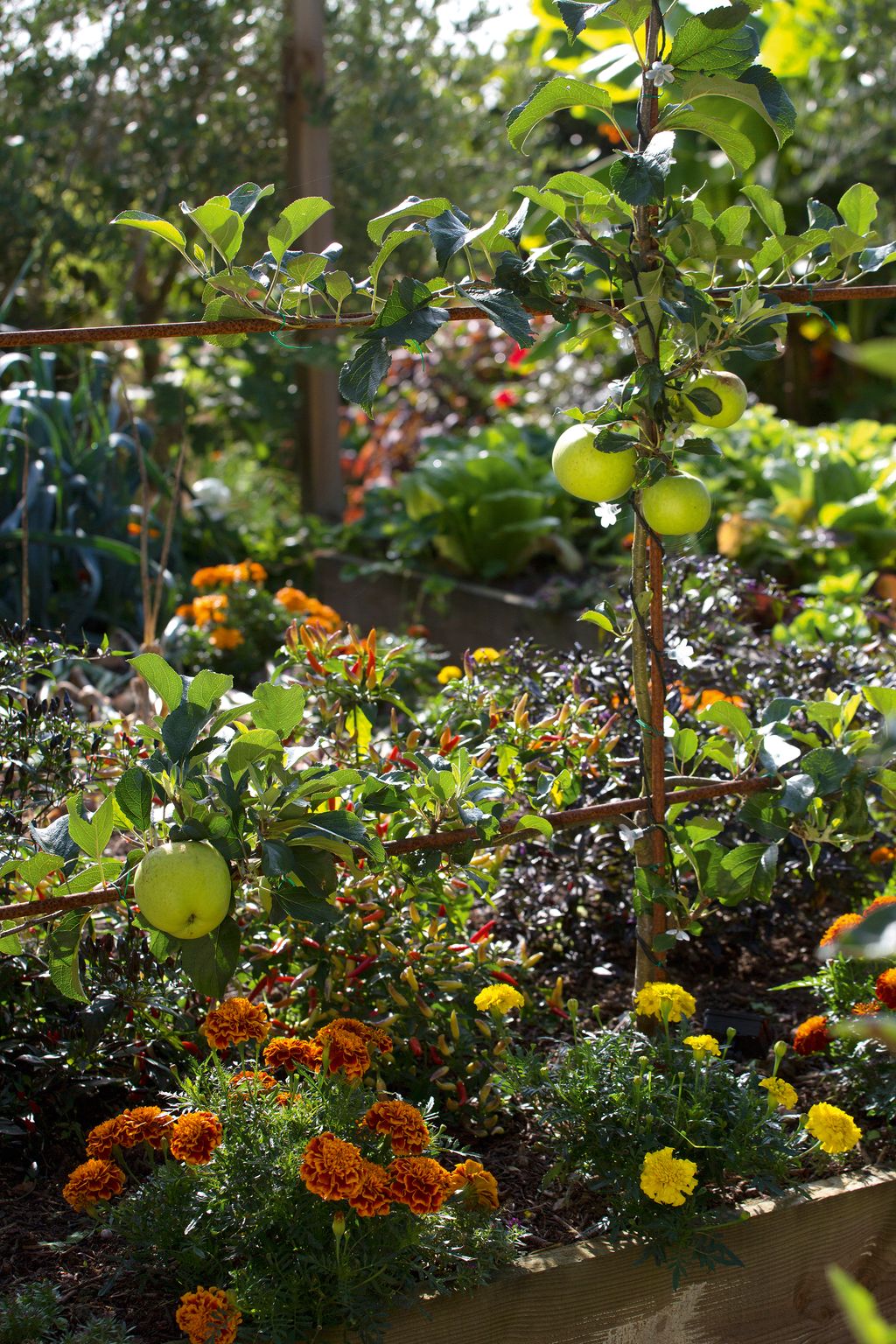 Vegetable garden trellis ideas: 18 ways to max your harvest | Homes and ...