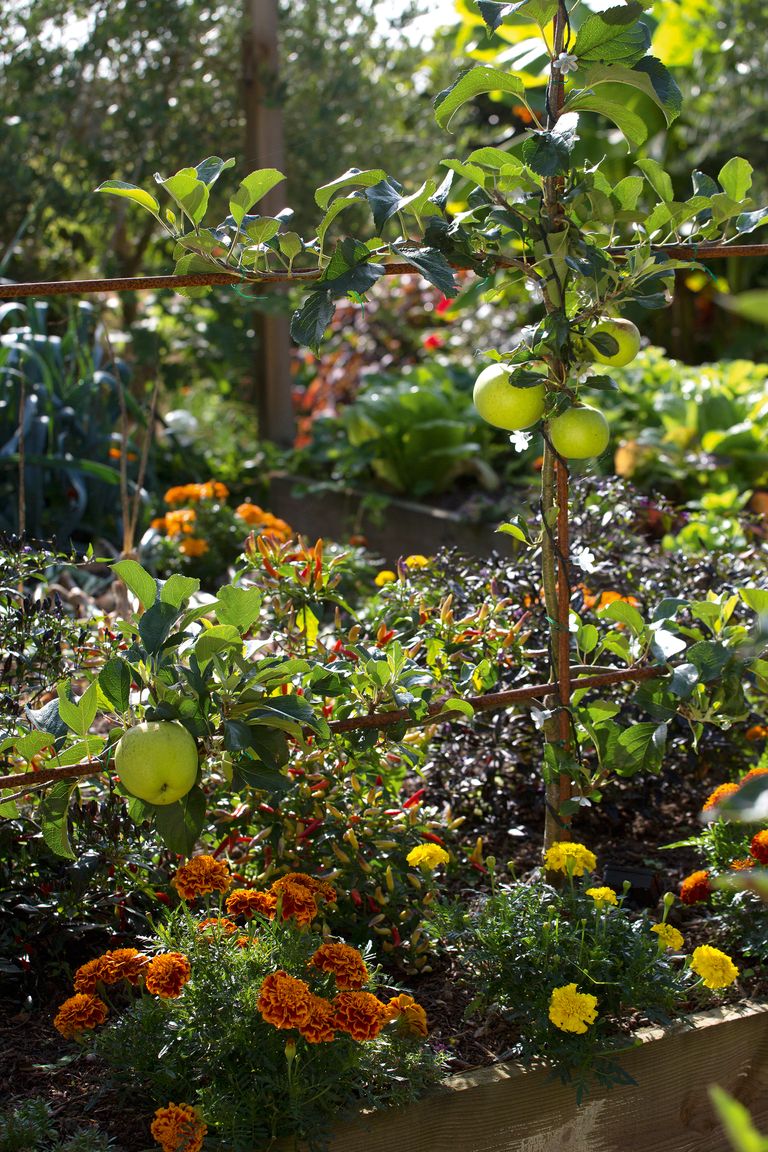 How to store apples: to keep them perfectly fresh for longer | Homes ...