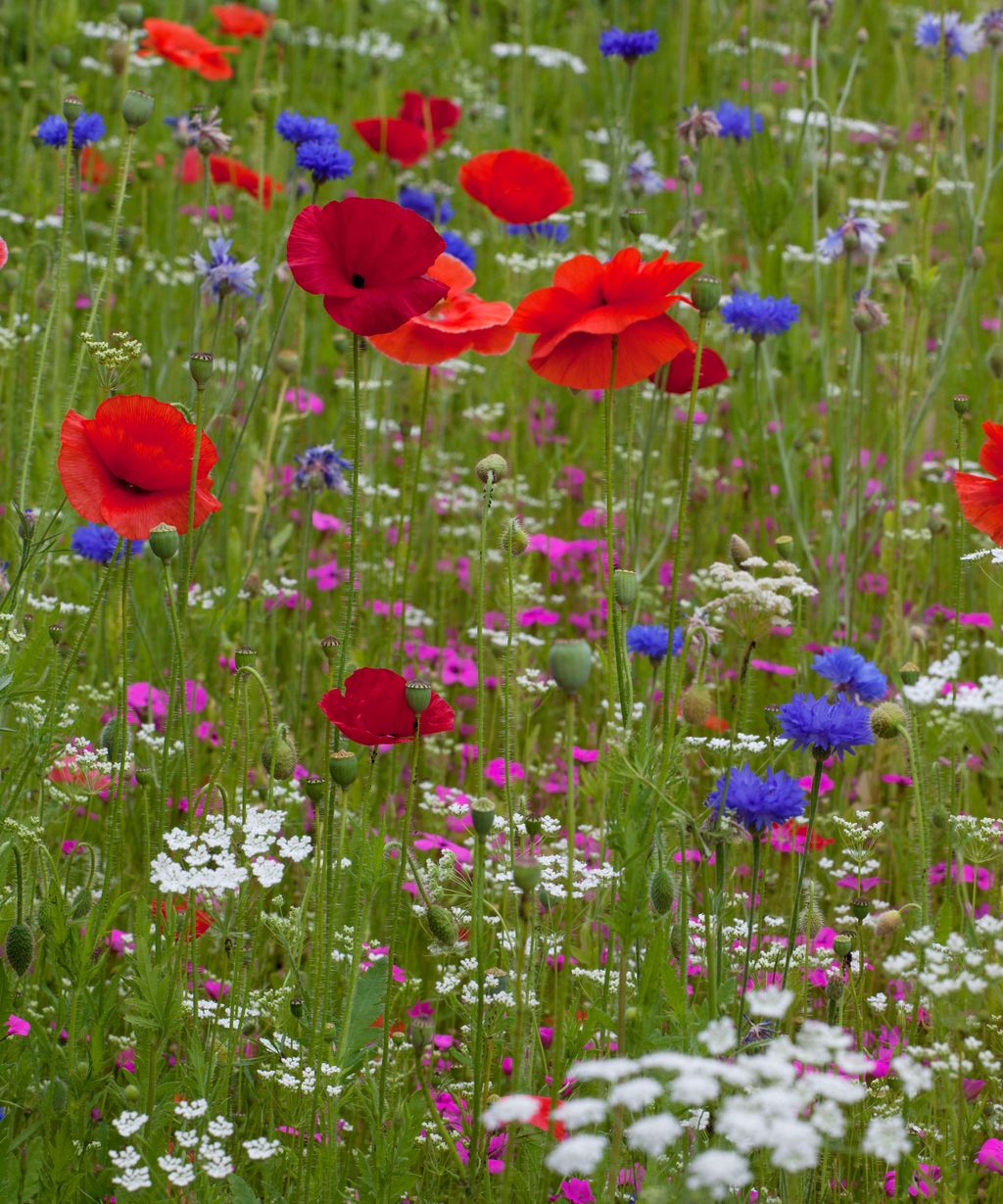 How to plant a wildflower meadow: in gardens of all sizes | Homes and ...
