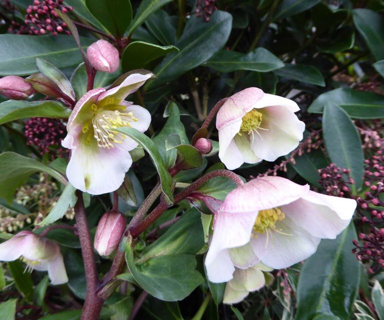 Hellebore varieties: 10 stunning types to grow | Homes and Gardens