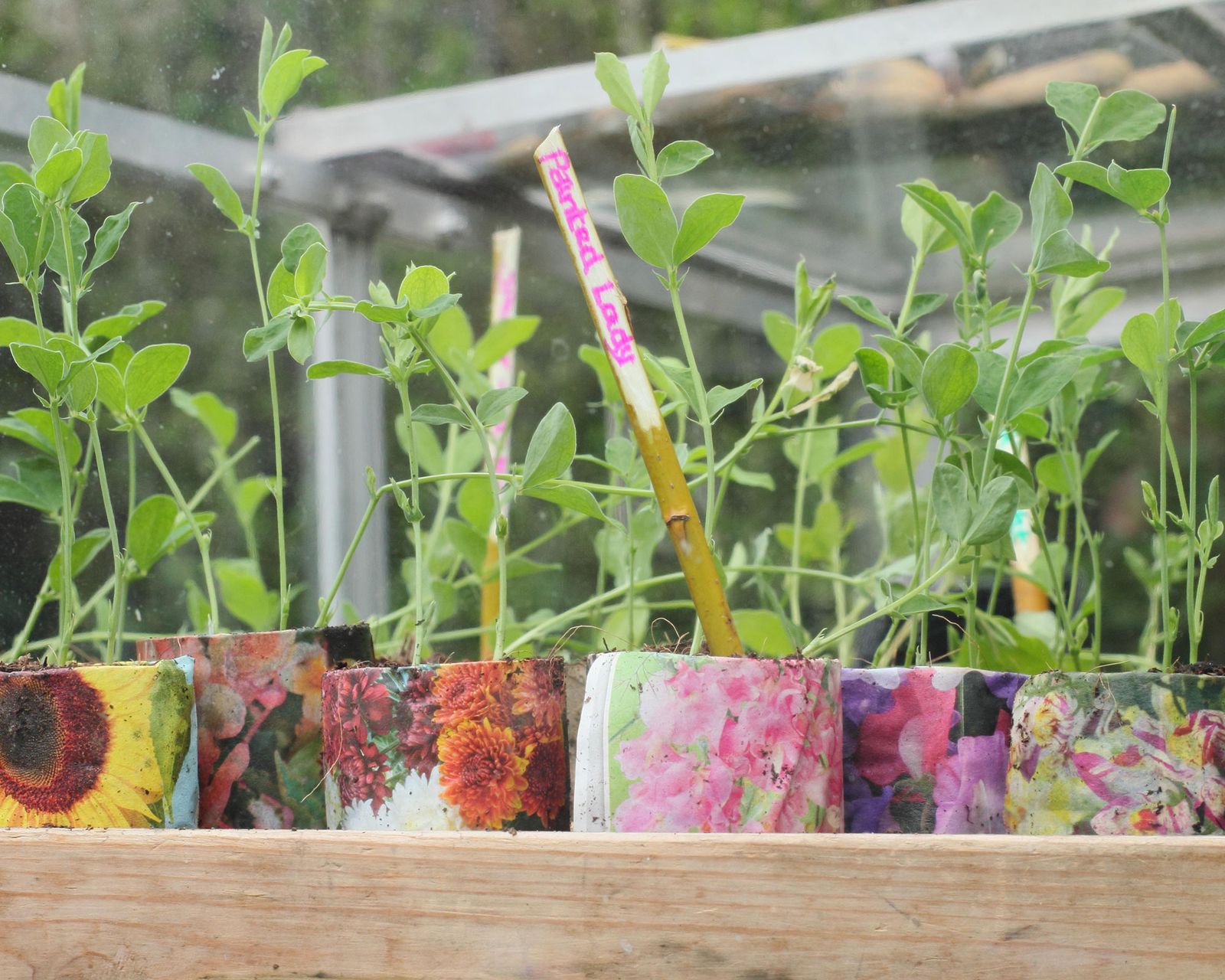 Hardening off plants: how, when and why to do it | Gardeningetc