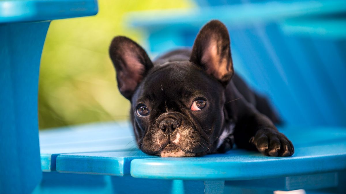 Calm dog breeds with a relaxed outlook on life | PetsRadar