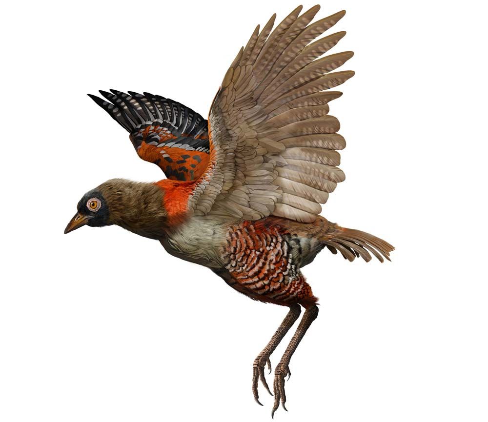 Photos: Birds Evolved from Dinosaurs, Museum Exhibit Shows: Page 4 ...