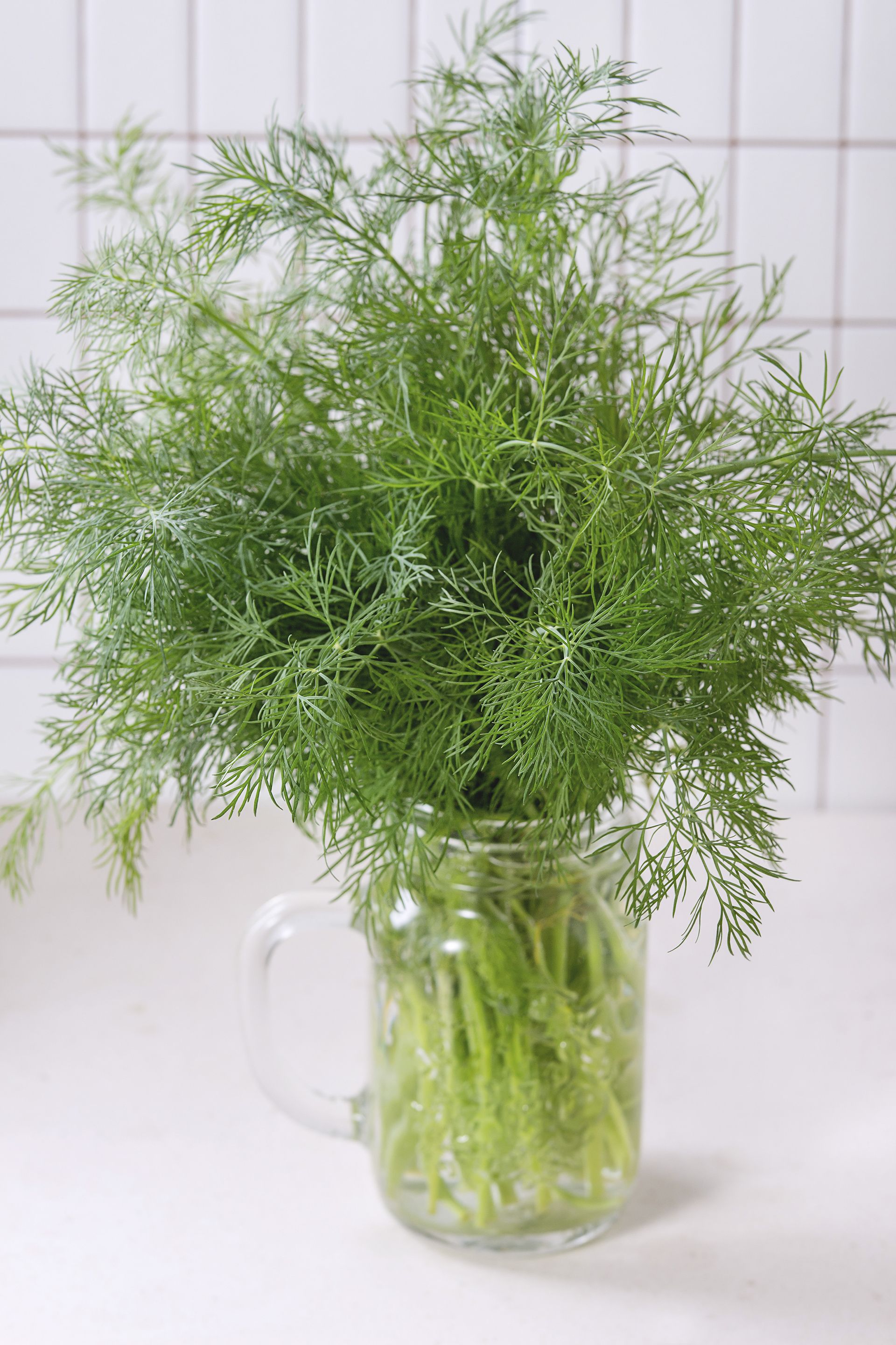 How to prune dill | Homes and Gardens