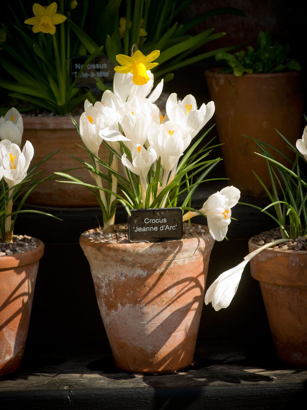 When and how to plant crocus bulbs for colourful spring displays ...