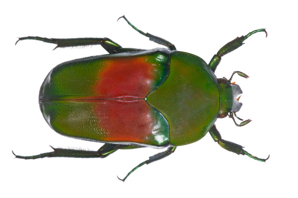 'Tis the Season: Gallery of Festive Insects | Live Science