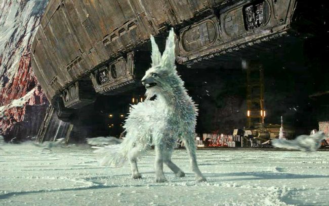 May the 4th Be With You As You Check Out These Amazing Animals of 'The Last Jedi' | Live Science