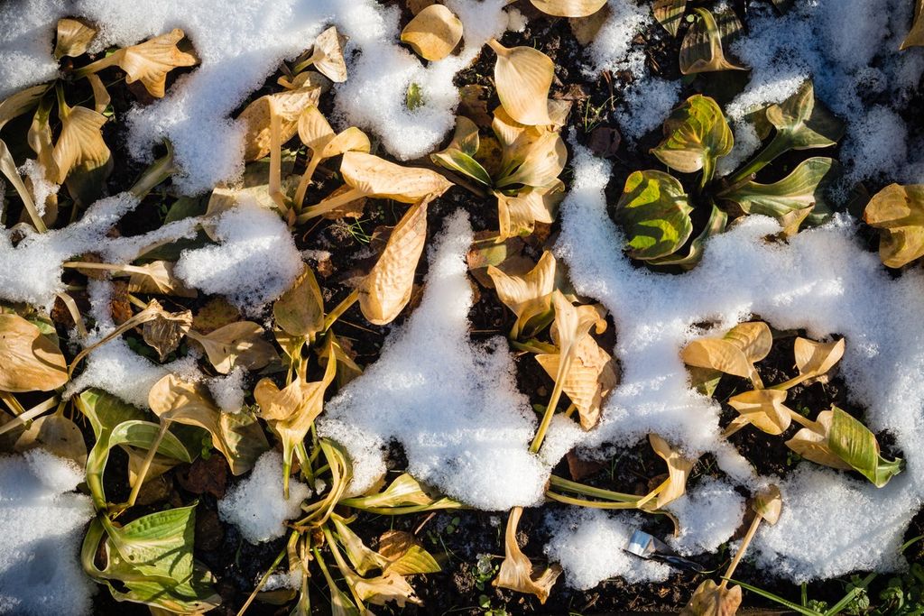 How To Prepare And Care For Hostas In Winter | Gardening Know How