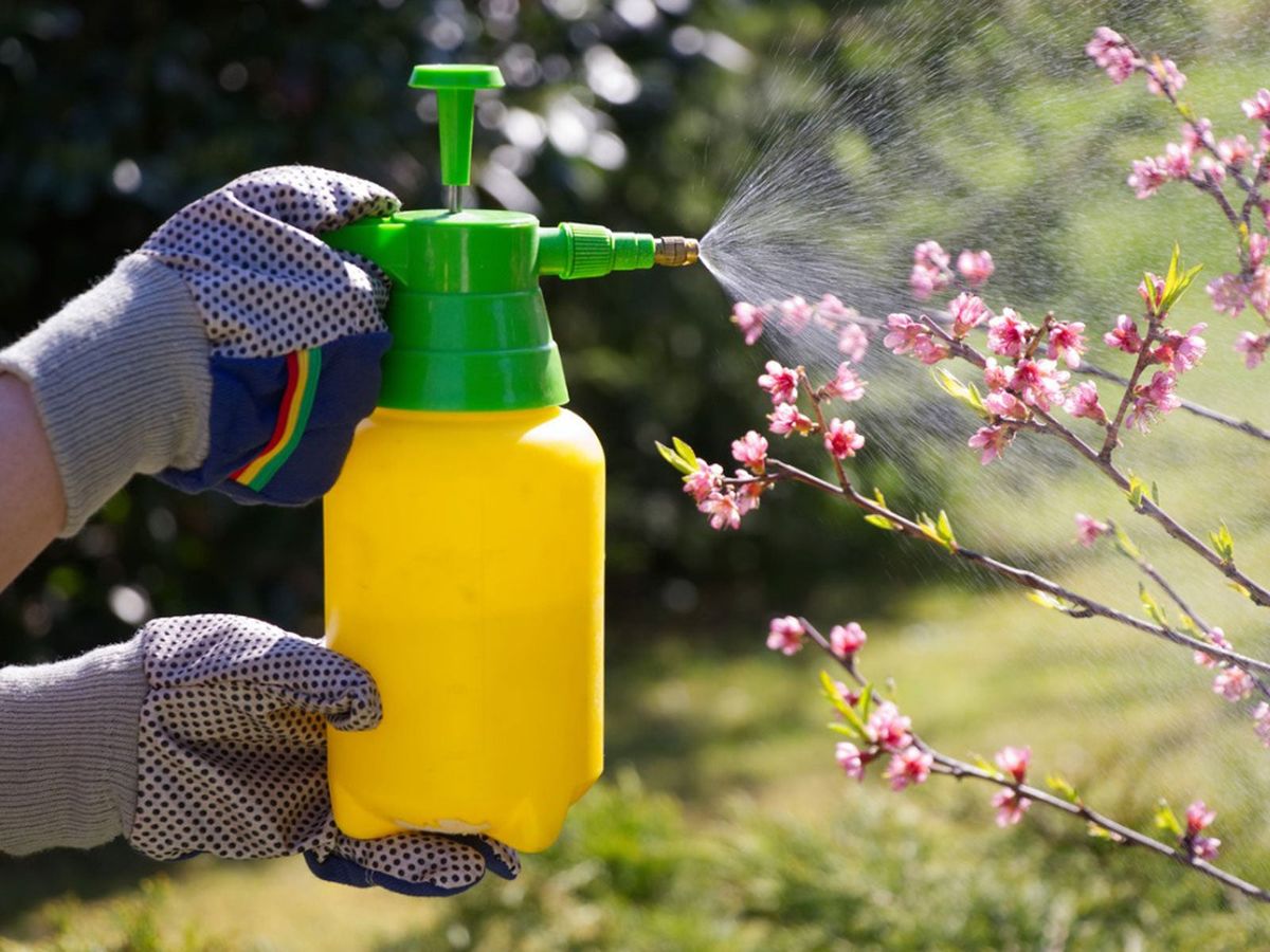 Chili Pepper Fruit Tree Spray: Hot Pepper Bug Repellent For Fruit Trees ...