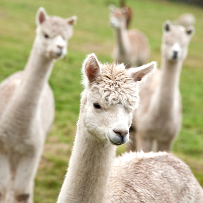 7 reasons to love alpacas | Ideal Home