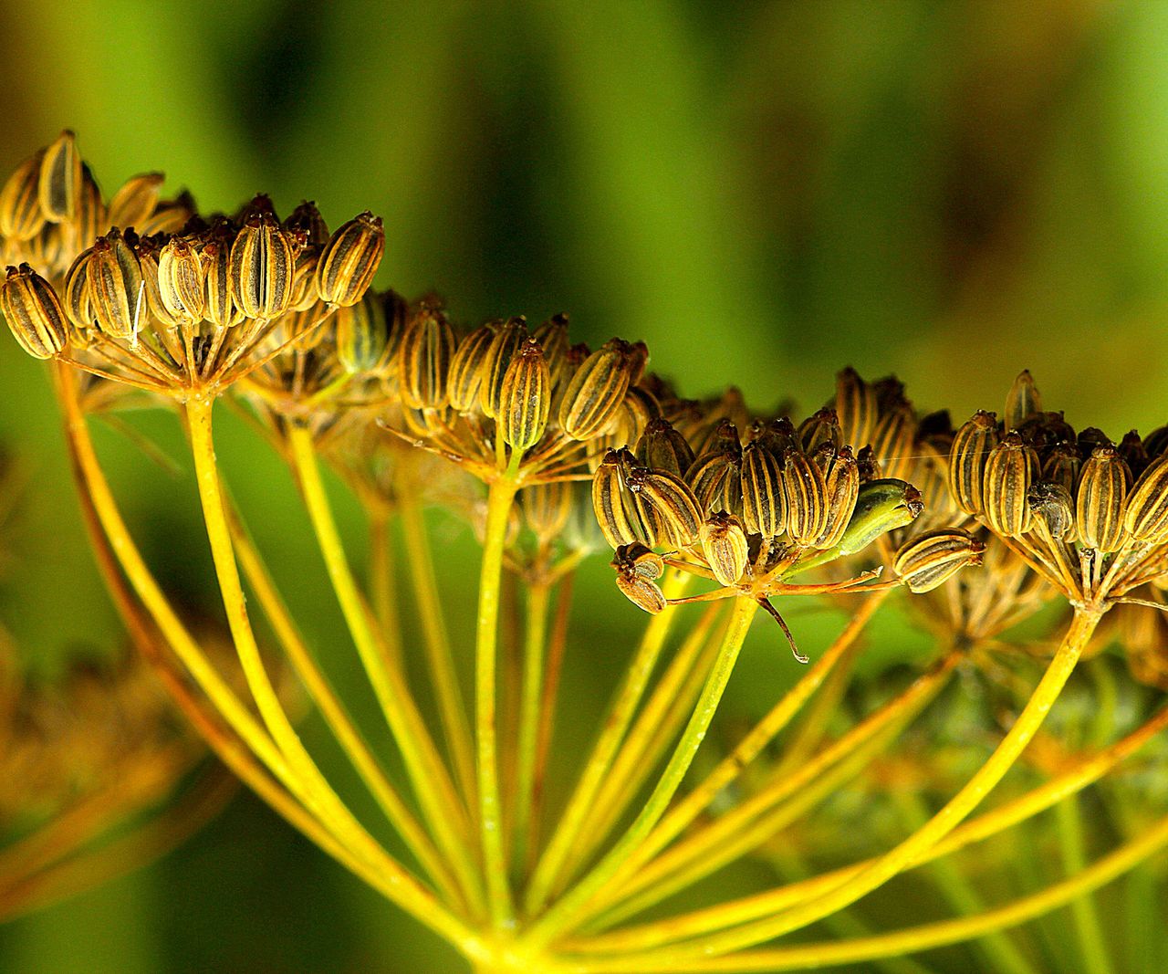 Best edible seeds: 10 nutritious seeding plants to harvest | Homes and ...