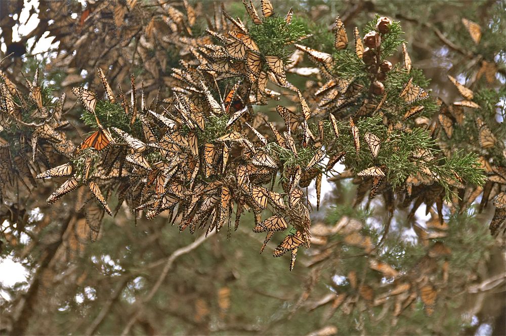 In Photos: The Spectacular Migration of Monarch Butterflies | Live Science
