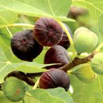 Ratoon Cropping In The Home Vegetable Garden | Gardening Know How