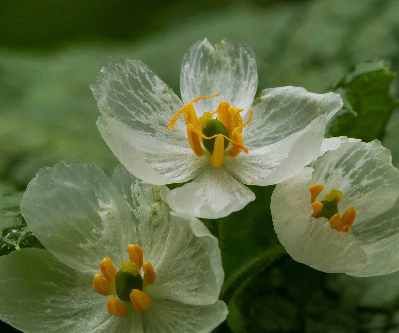 How to grow a skeleton flower: expert tips | Homes and Gardens