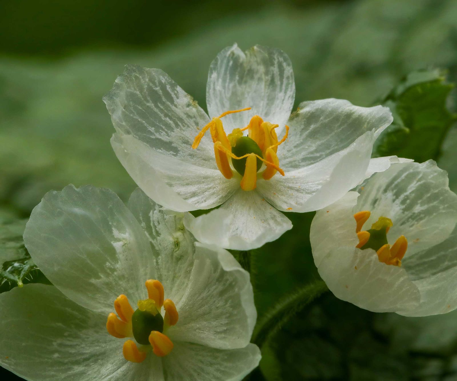 How to grow a skeleton flower: expert tips | Homes and Gardens
