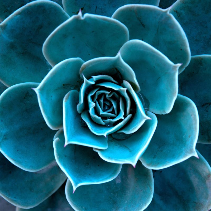 Tips & Information about Foliage | Gardening Know How