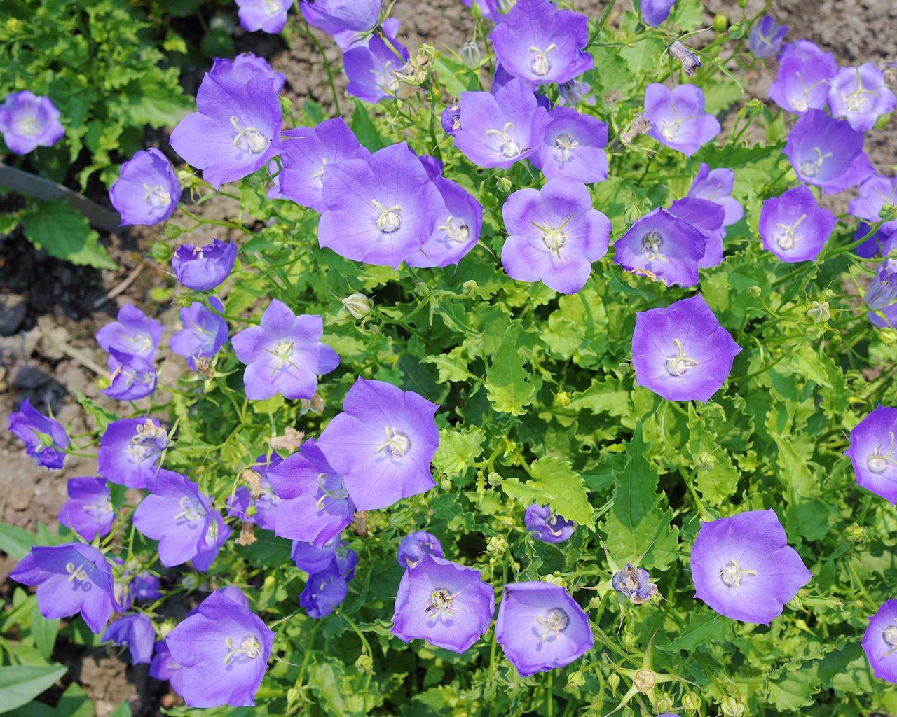 Campanula varieties: 15 top choices | Gardeningetc