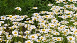 How and when to fertilize dogwoods: for healthy trees | Homes and Gardens