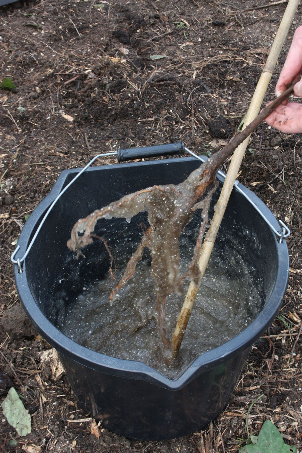 How to plant bare root plants: follow our expert tips for success ...