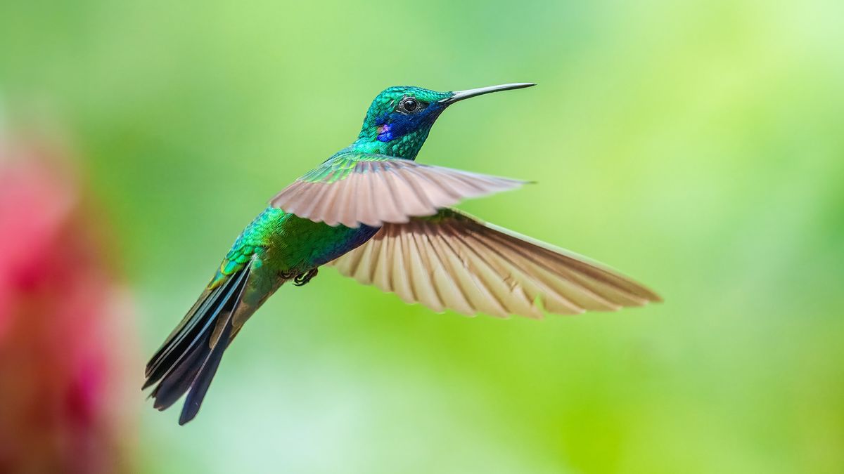 Hummingbirds love this one plant — and I think you’ll fall in love with ...