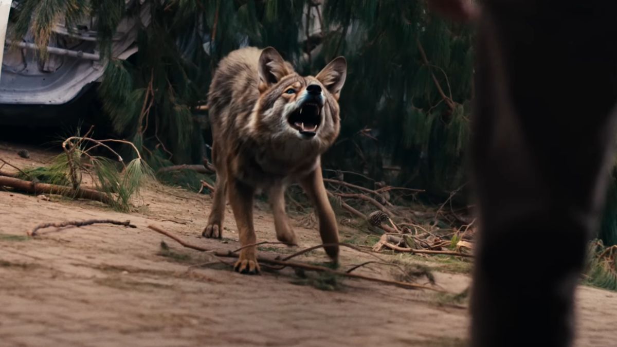 As Someone Who's Had Multiple Run-Ins With Coyotes, There's One 2025 ...