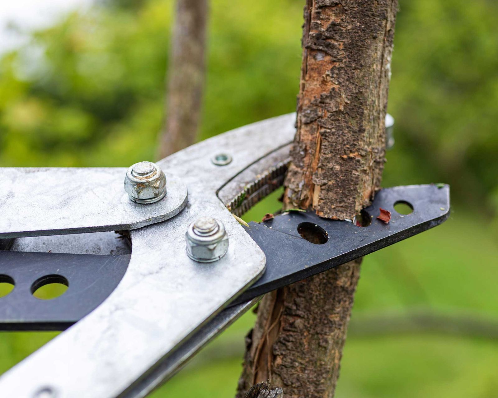 Bypass vs anvil pruners – which is the right tool for you? | Gardeningetc