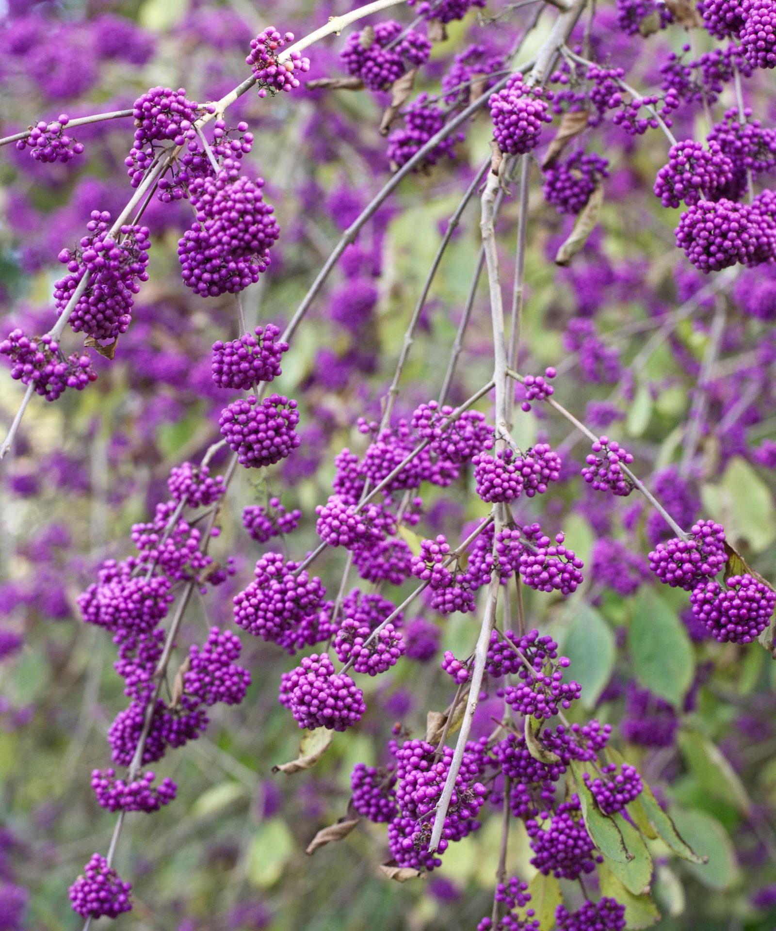 Shrubs with winter berries: 10 colorful choices | Homes and Gardens
