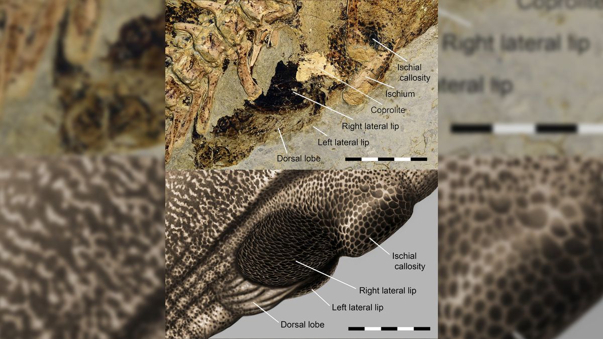 1st preserved dinosaur butthole is 'perfect' and 'unique ...