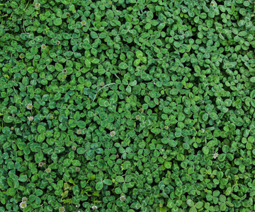 8 unexpected benefits of growing clover in your yard | Homes and Gardens