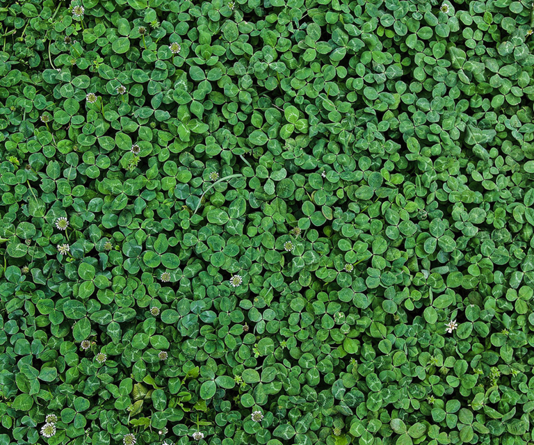 8 unexpected benefits of growing clover in your yard | Homes and Gardens