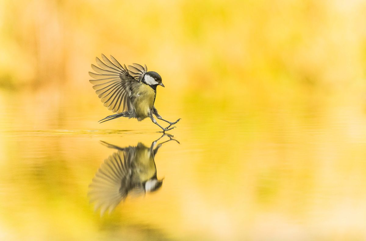 Enter the world’s largest free-to-enter photo contest! The CEWE Photo ...
