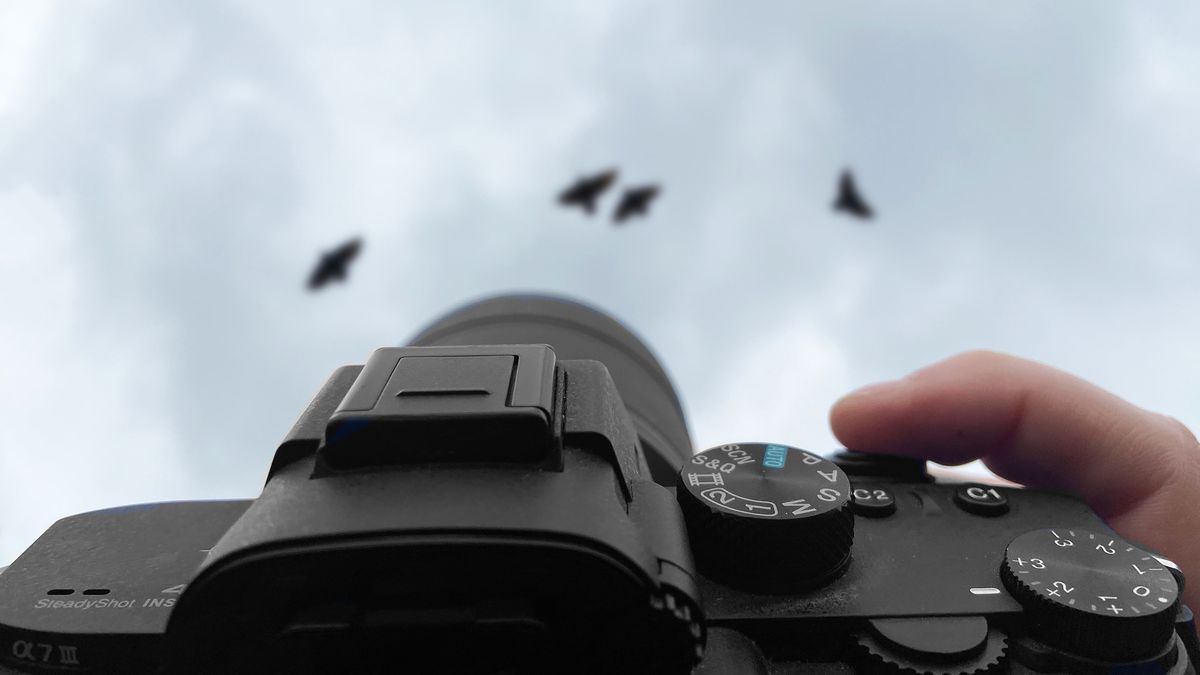 Wildlife photography with a twist: Capture birds in flight with this ...