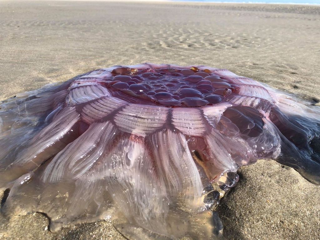 Family Finds Gooey 'Alien' Jellyfish on NZ Beach. And It Looks Like a ...