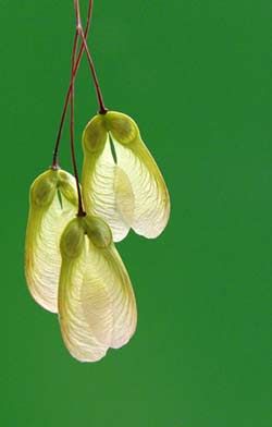 Secret Found to Flight of 'Helicopter Seeds' | Live Science