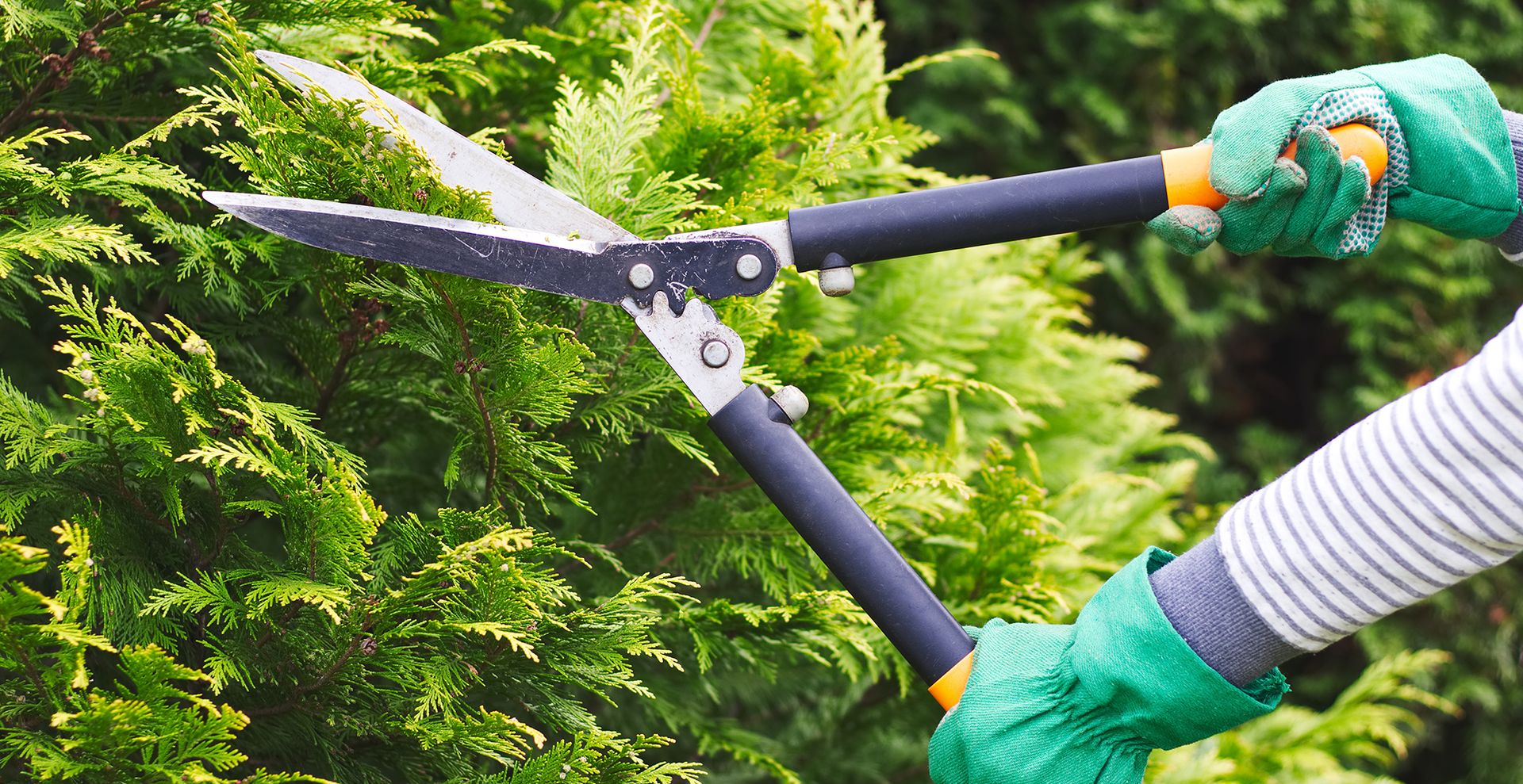 How to prune conifer hedges: an expert pruning guide | Woman & Home