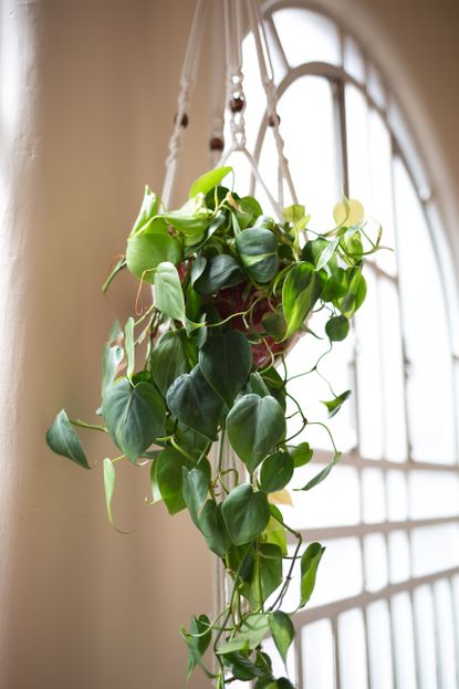 This hack for hanging plants is ideal for displaying cuttings | Livingetc