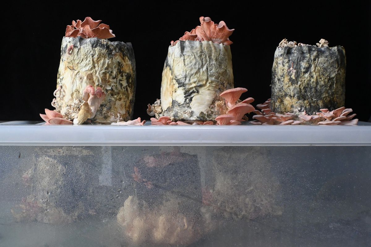 Pangolins, satellites and "aliens" highlight Woman Science Photographer ...