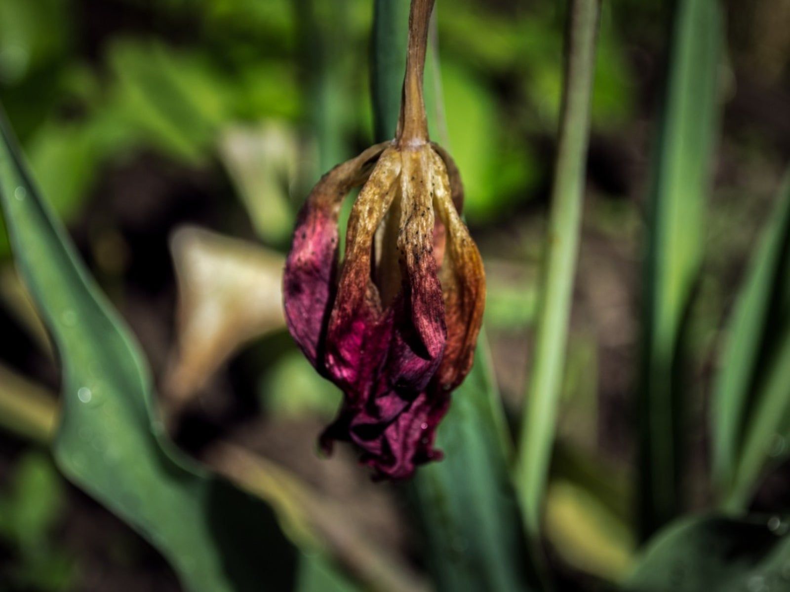 Tulip Disease Problems: How To Treat Tulip Bulb Diseases | Gardening ...