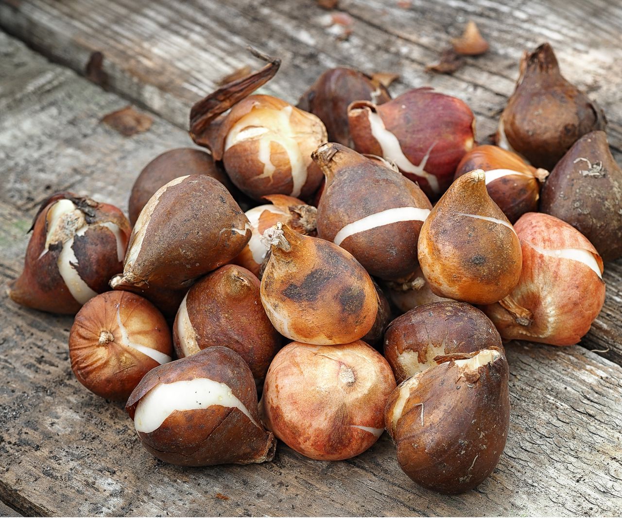 How to store bulbs before planting them into the garden | Homes and Gardens