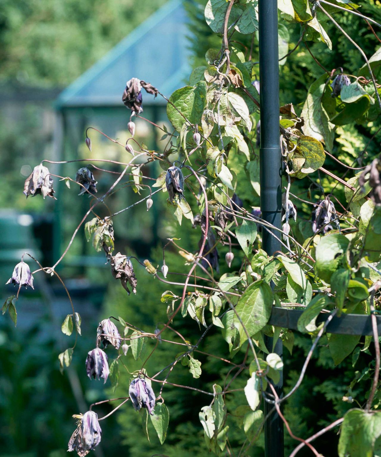 Clematis Krankheiten Bilder