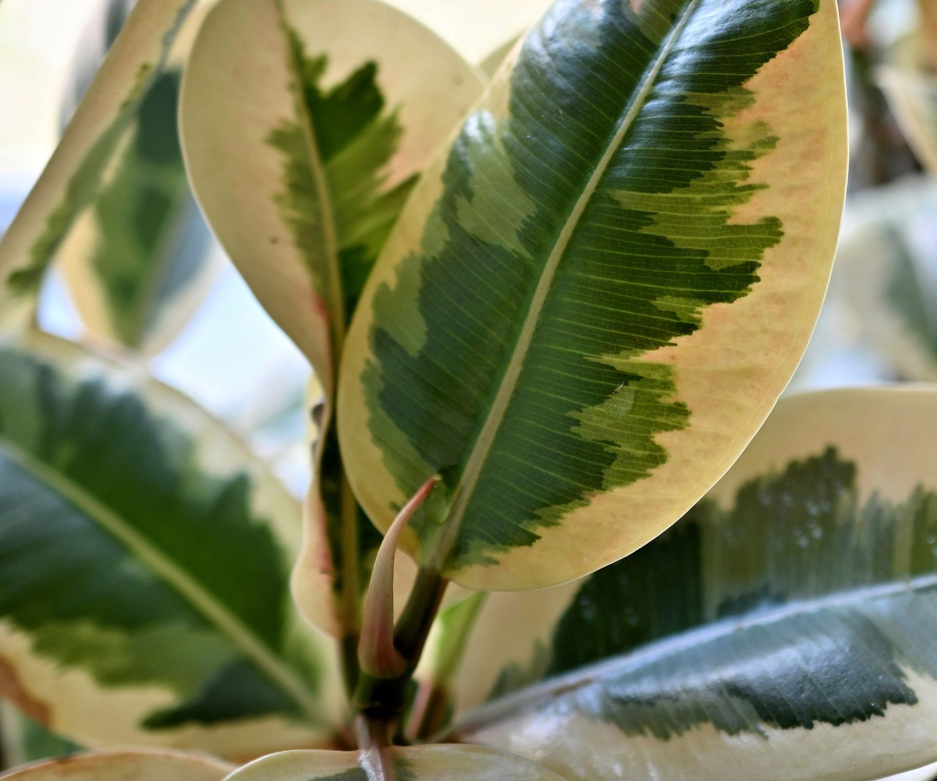 Best low maintenance trees to grow indoors: six varieties | Homes and ...