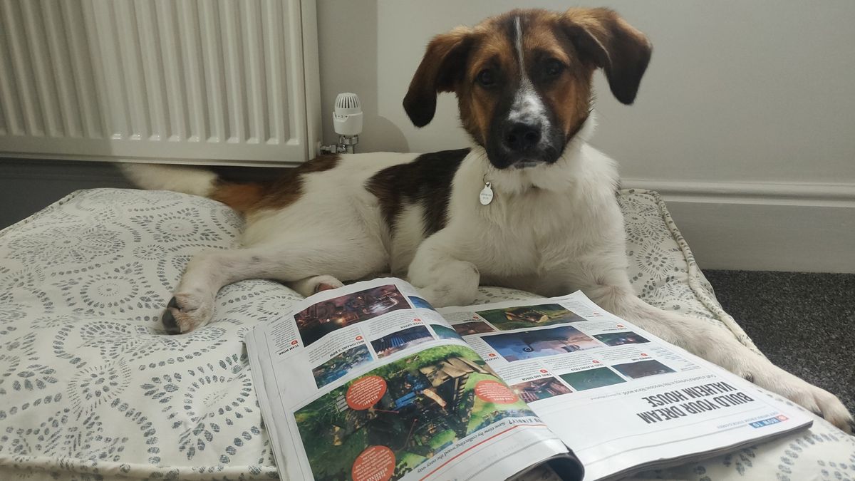 The pets of PC Gamer | PC Gamer