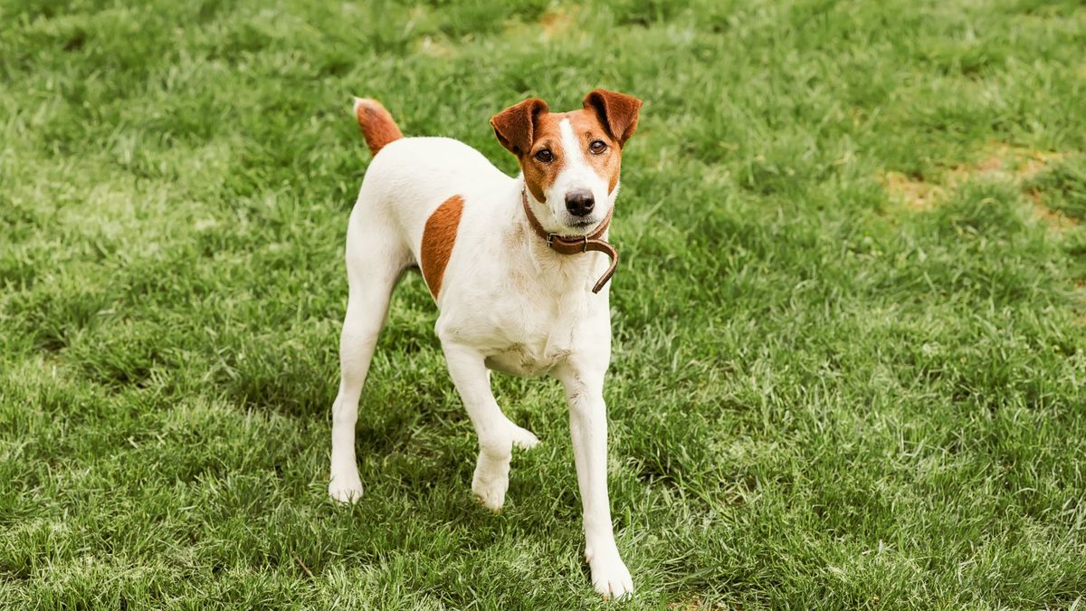 Best farm dogs for herding, protection and pest control | PetsRadar