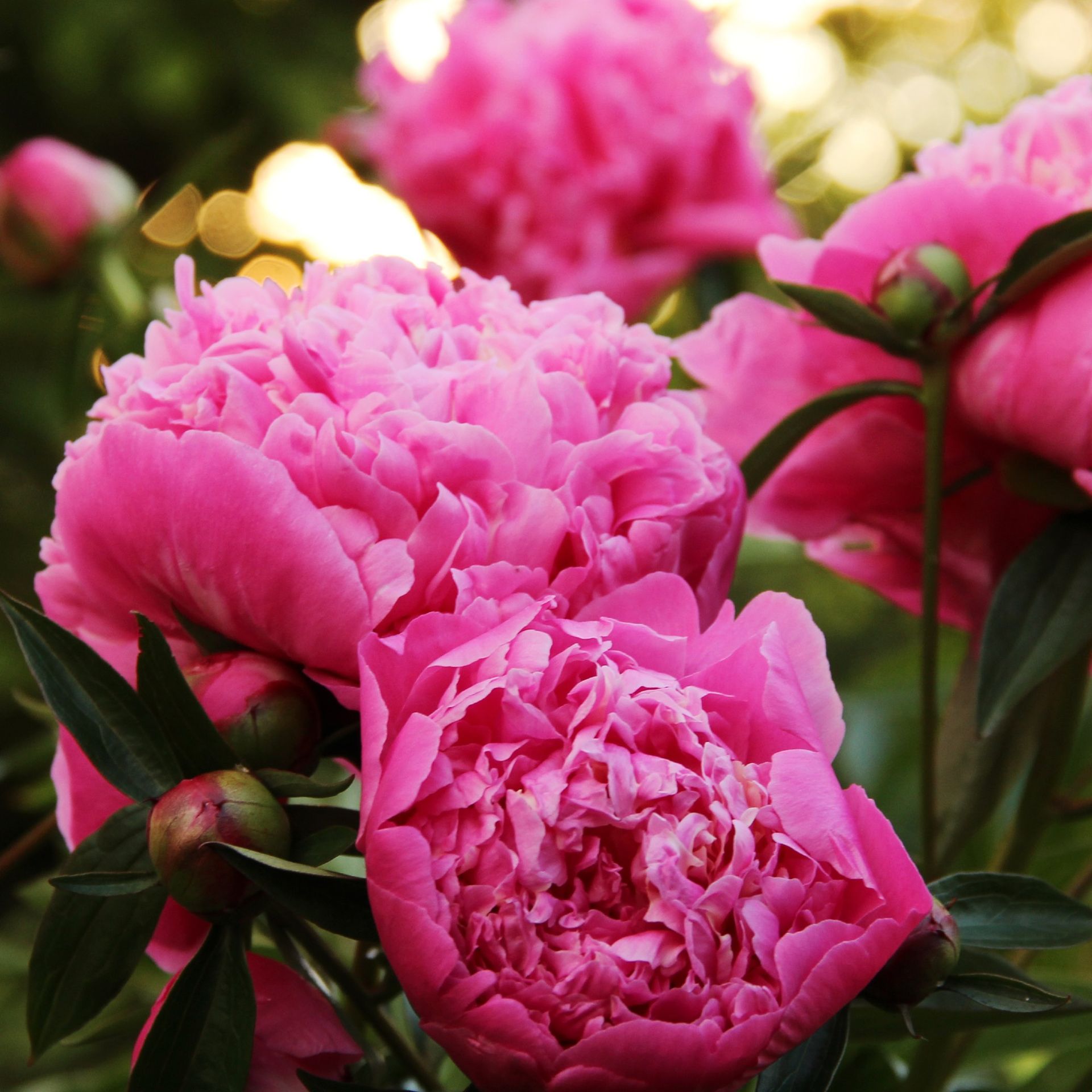 The best place to plant peonies for beautiful blooms | Ideal Home