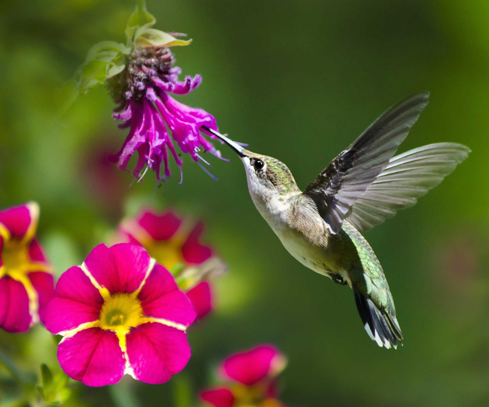 What do hummingbirds eat? Their diet explained | Homes and Gardens