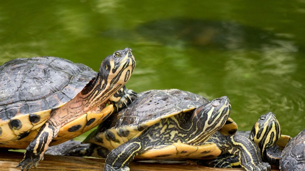 32 tips for taking care of pet turtles | PetsRadar